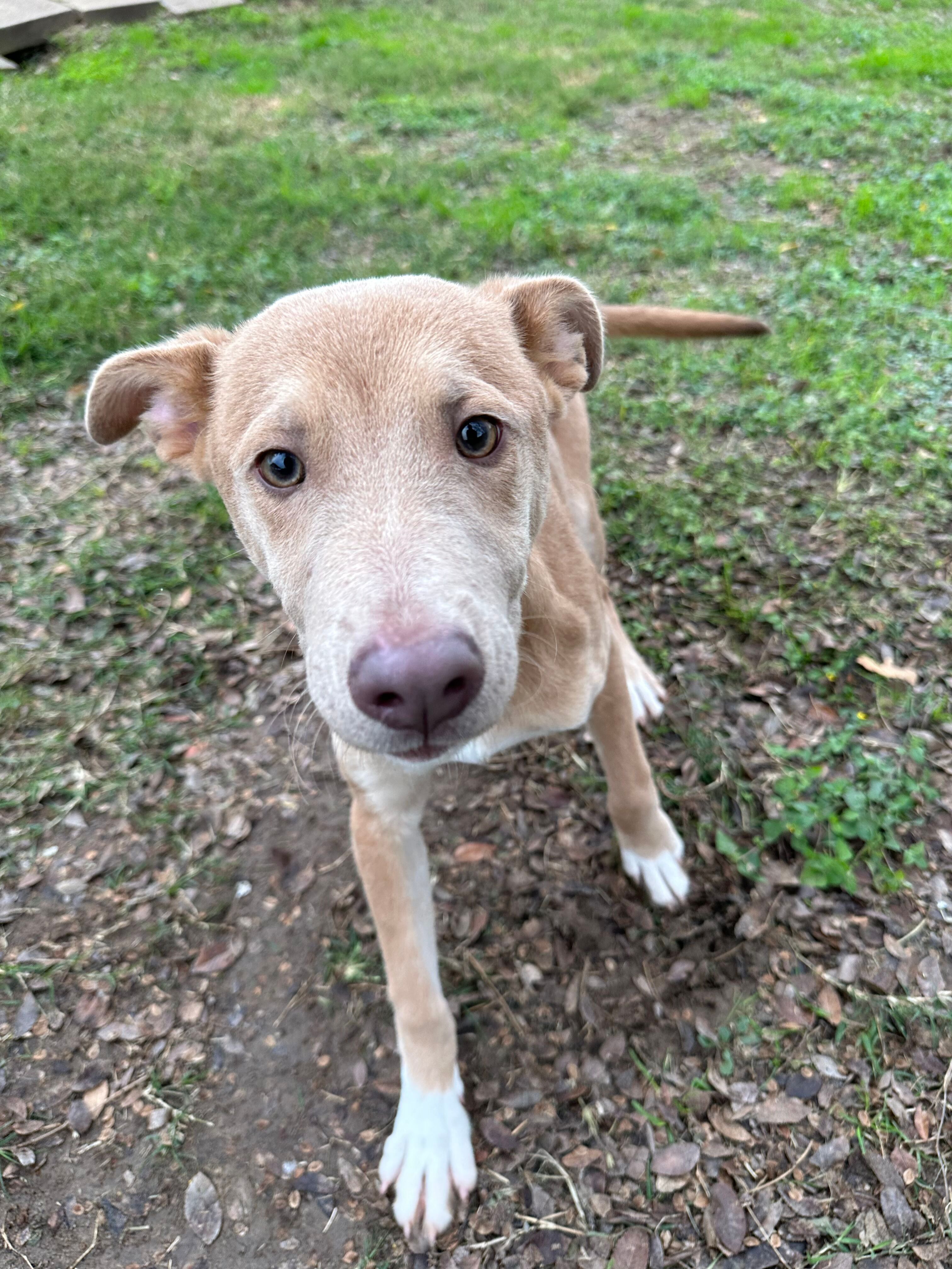 Adopt-A-Pet | Victoria, Texas